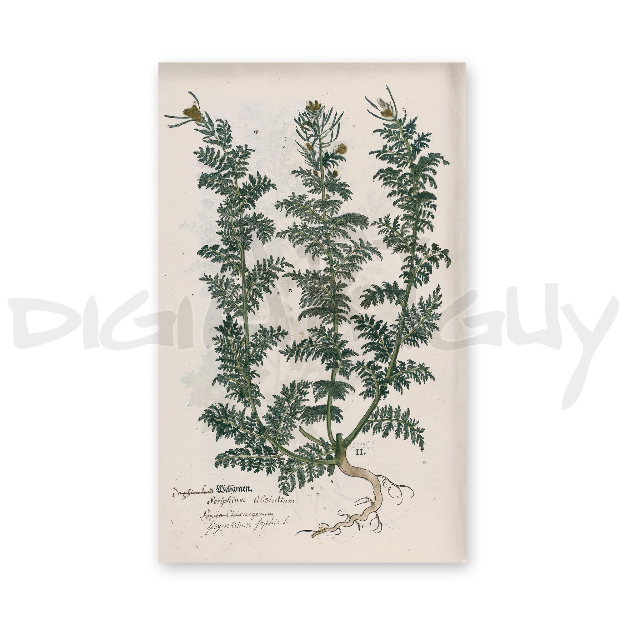 Descurainia sophia (Flixweed)– Leonhart Fuchs New Kreüterbuch, 1543 ...